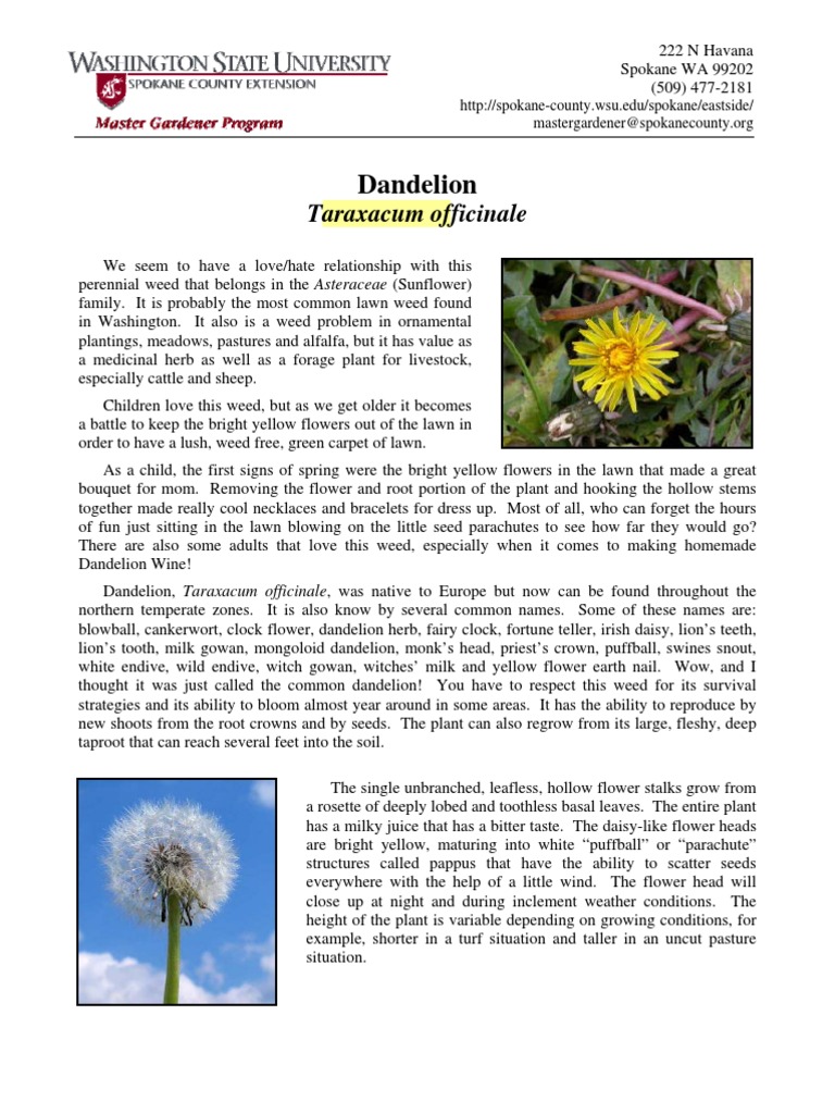 Dandelion | Ecology | Domesticated Plants