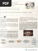 Class 4 Teeth and Their Structure Worksheet | PDF | Tooth | Tooth Enamel