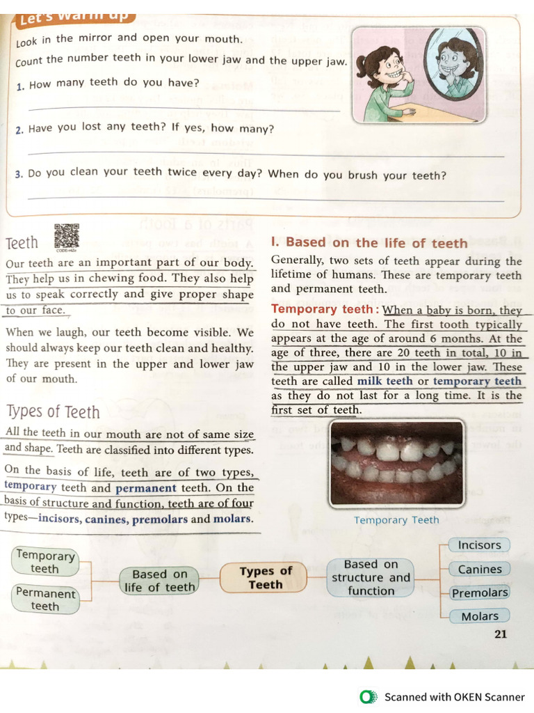 The Teeth, Story For Kids, Science For Class 4 | PDF