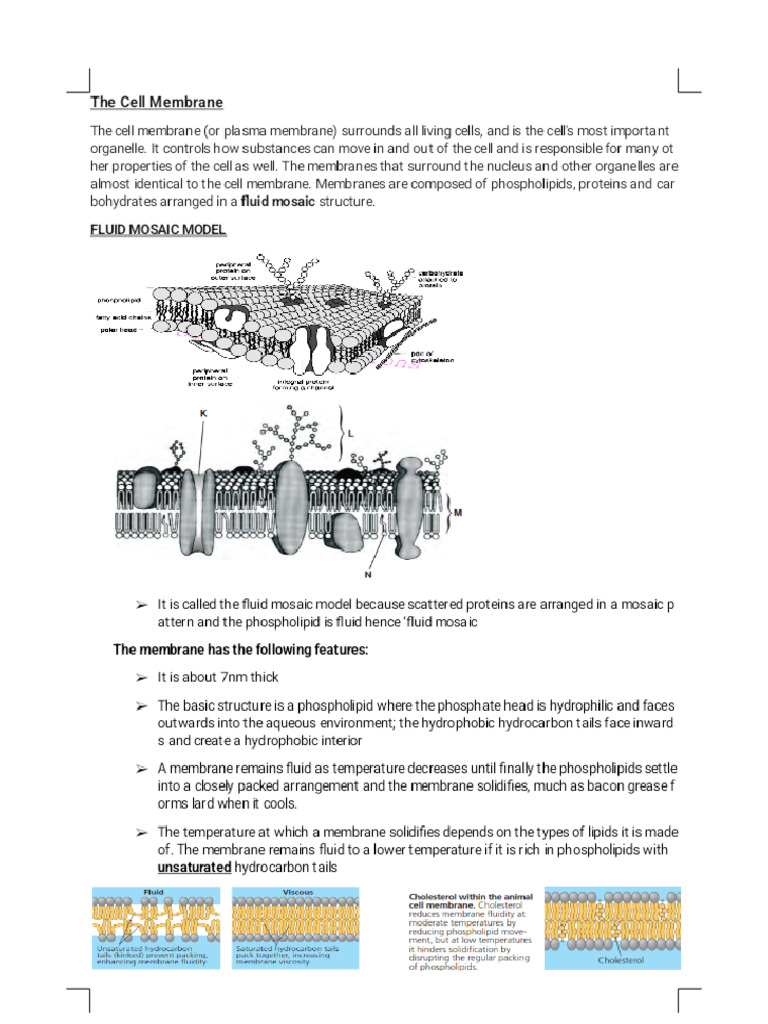 Fluid Mosaic Model Phoenix | PDF