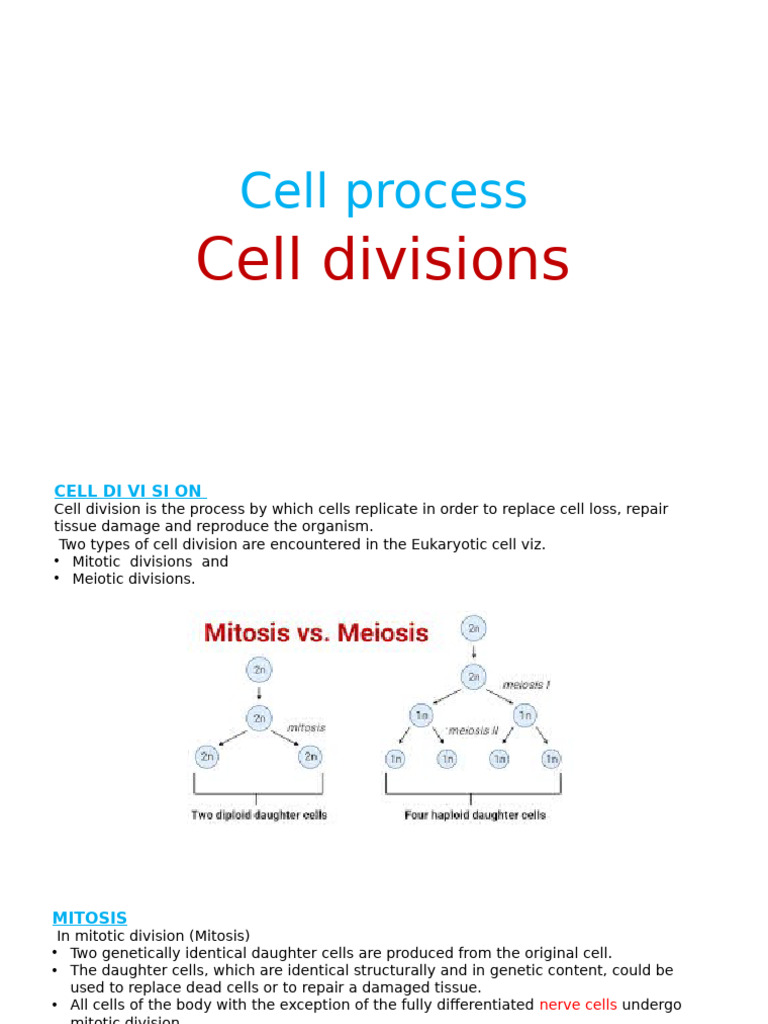 Cell Processes, Cell Division | PDF | Meiosis | Mitosis