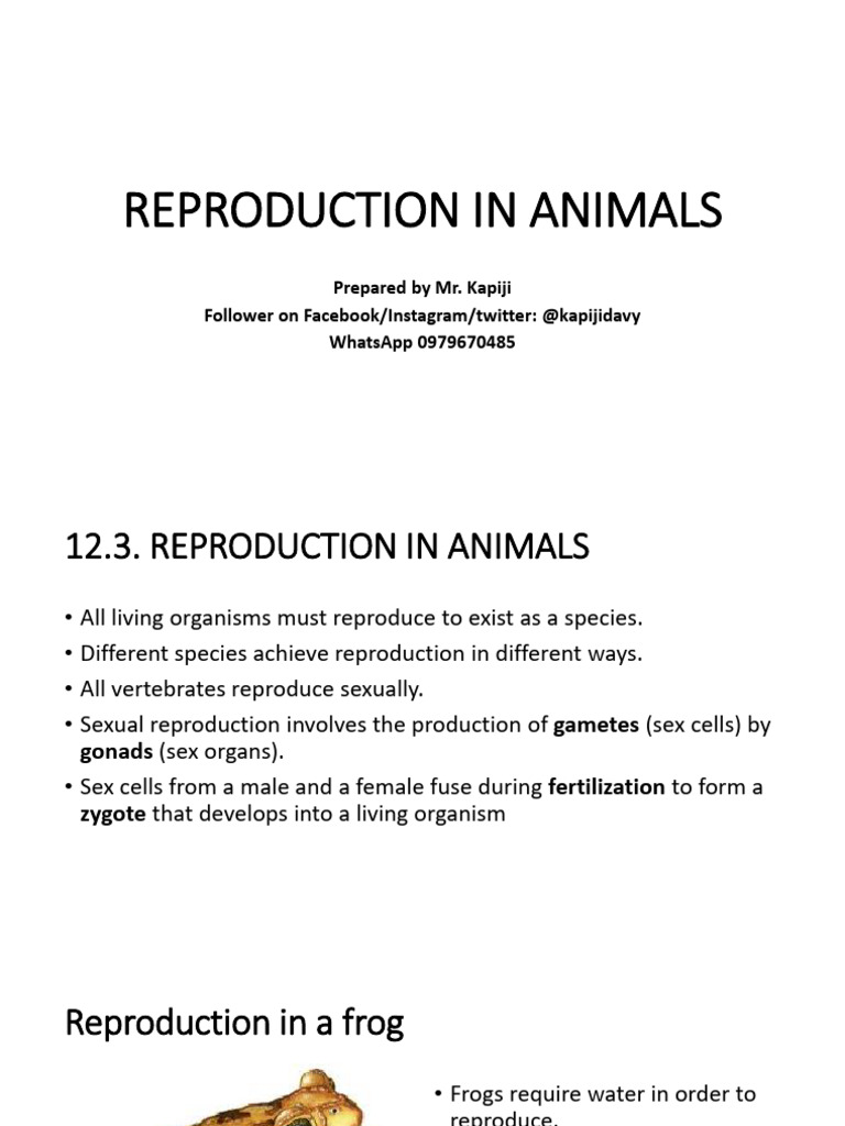 Animal and Human Reproductive Processes | PDF | Menstrual Cycle ...
