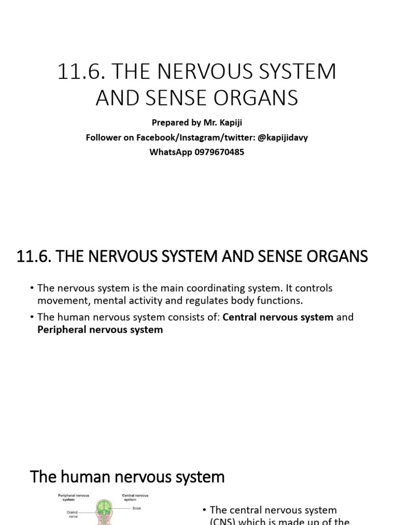 11.6. the Nervous System and Sense Organs | PDF | Central Nervous ...