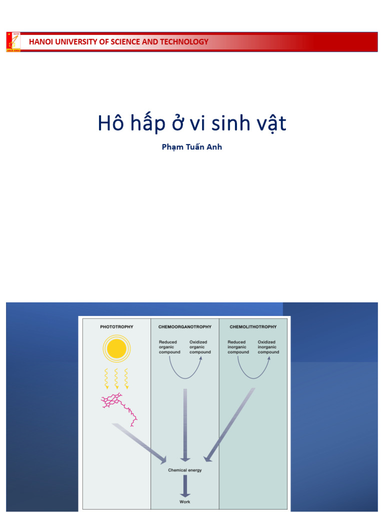 Hô hấp VSV 12 - 2024 ver 2 | PDF