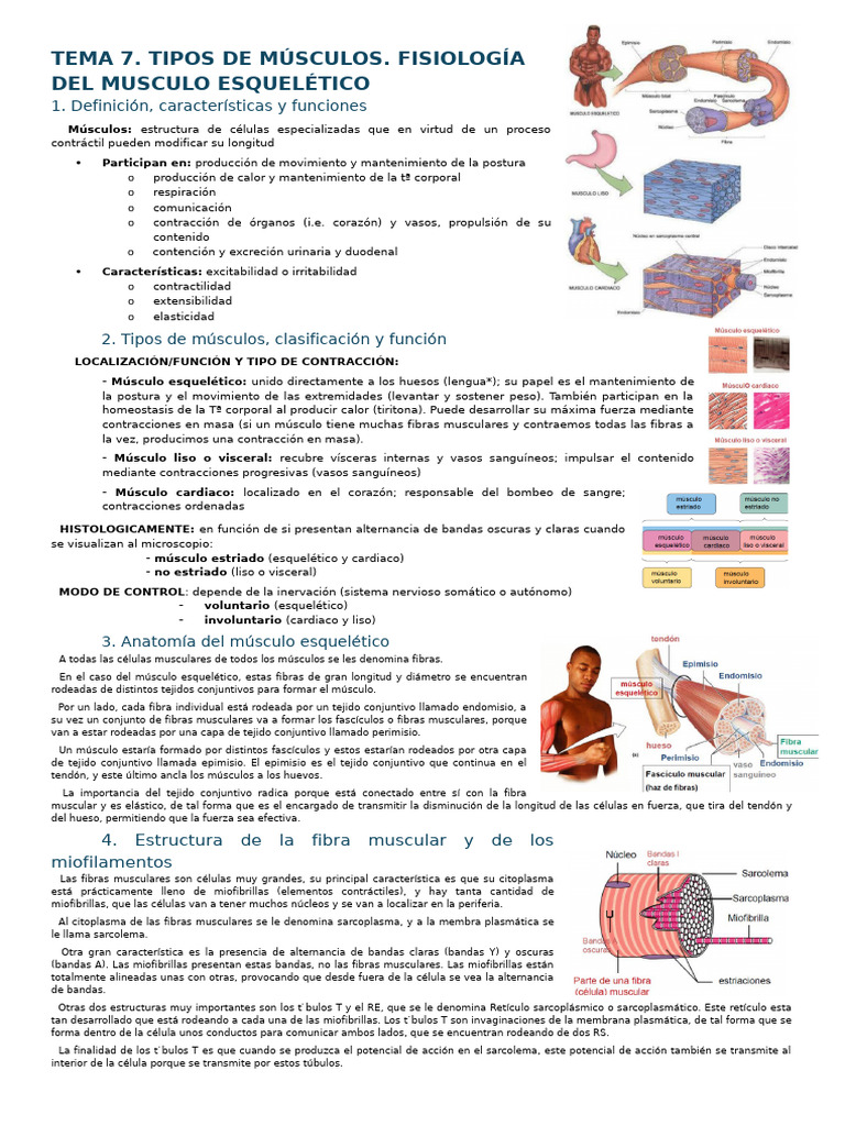 Tema 7. Fisiología URCJ CyTA | PDF | Neurona motora | Músculo