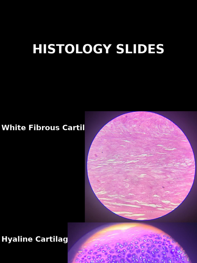 Histology Slides | PDF