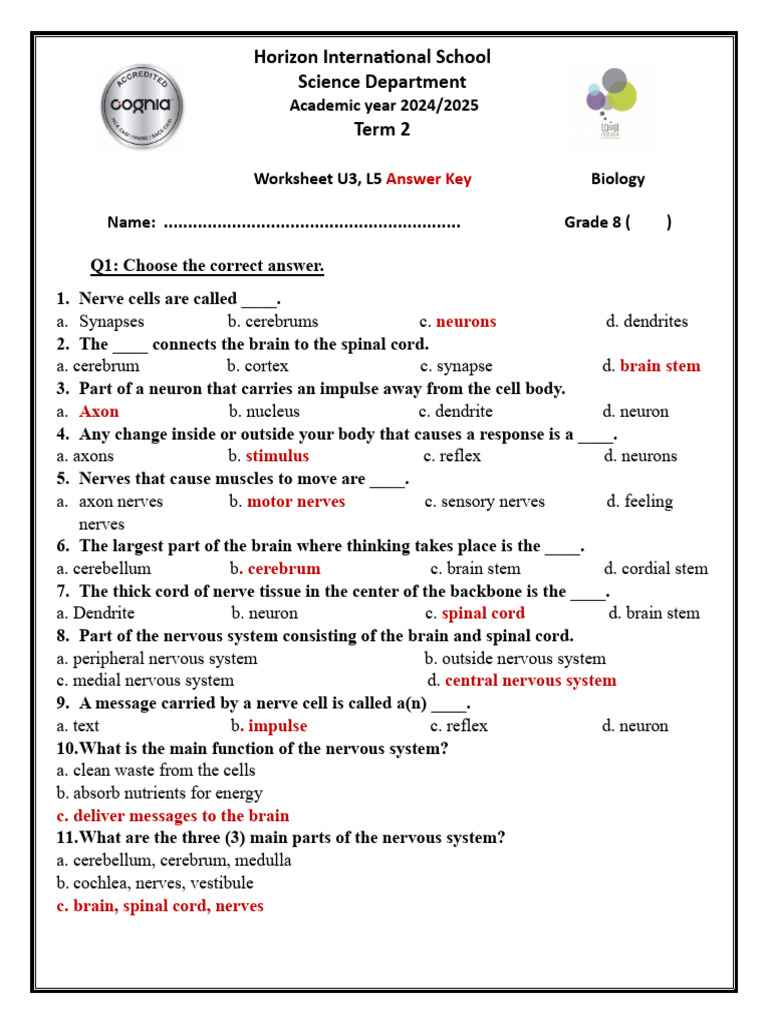 Nervous and Endocrine System Quiz | PDF | Neuron | Nervous System