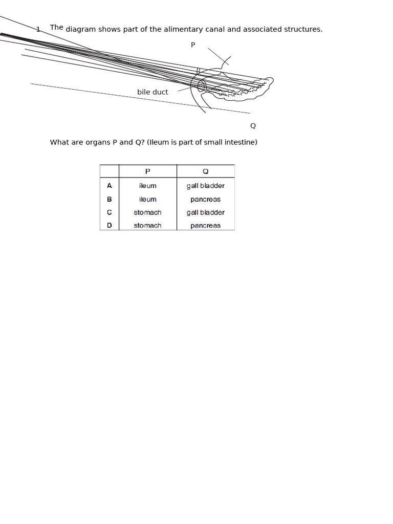 Digestive System MCQs for Grade 7 | PDF | Digestion | Small Intestine