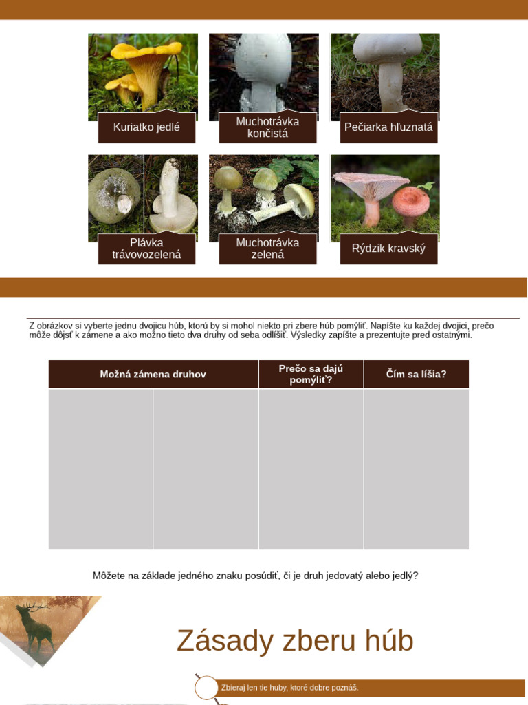 5BIO Jedle e Nejedle Huby | PDF