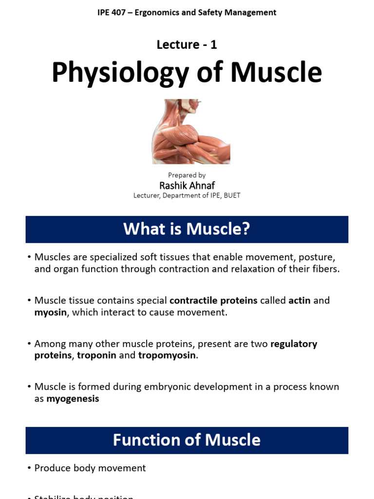 Lecture 1 - Physiology of Muscle | PDF | Muscle Contraction | Skeletal ...