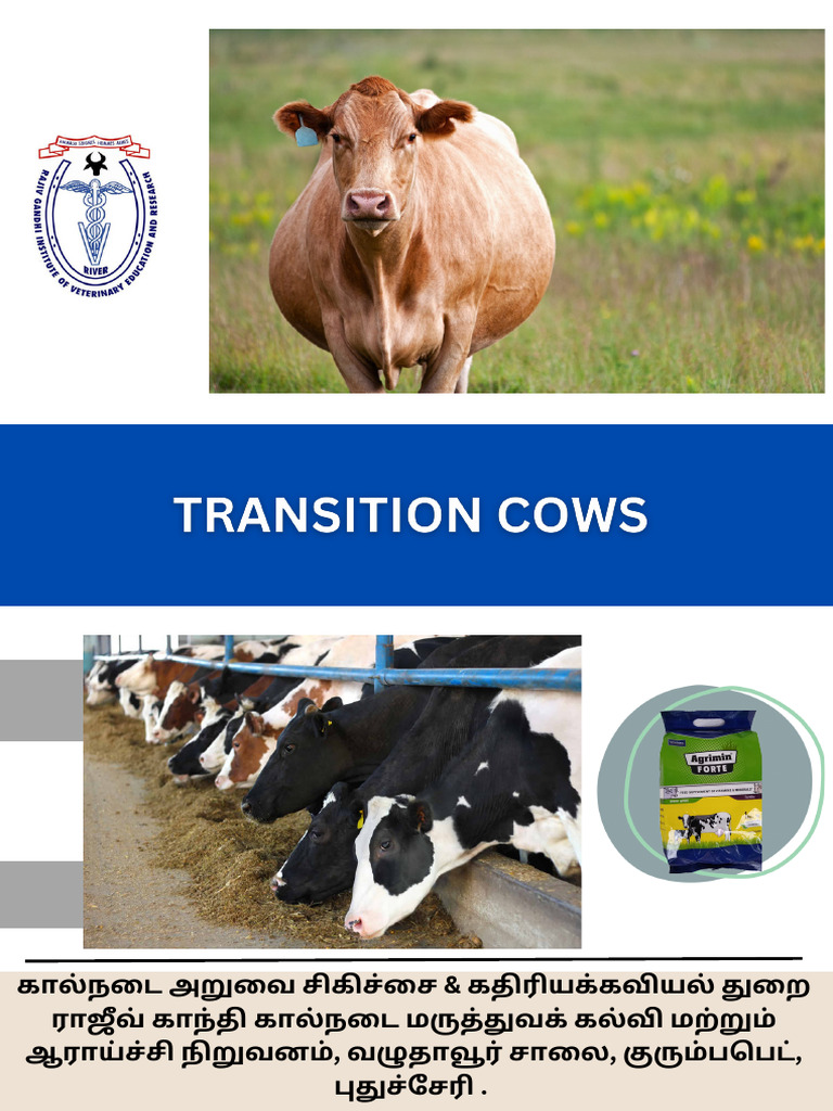 Transition Cow Management | PDF