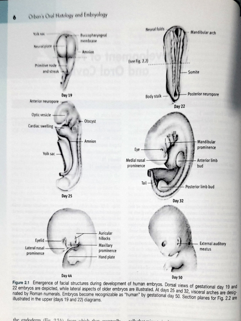 Figure For Development of Face | PDF | Aorta | Nervous System