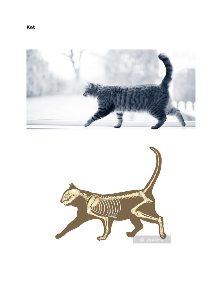 Kat | PDF