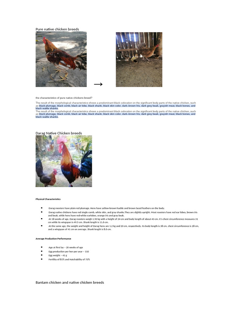 Pure Native Chicken Breeds | PDF | Chicken | Beak