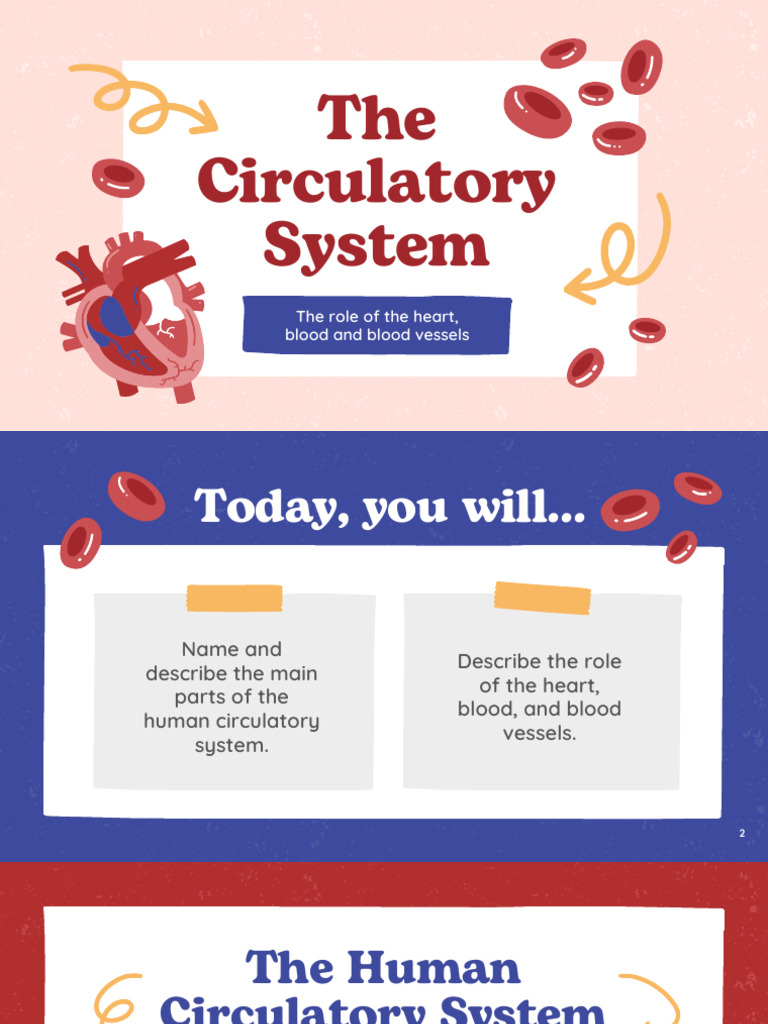 The Circulatory System Education Presentation in Peach Red Blue Hand ...
