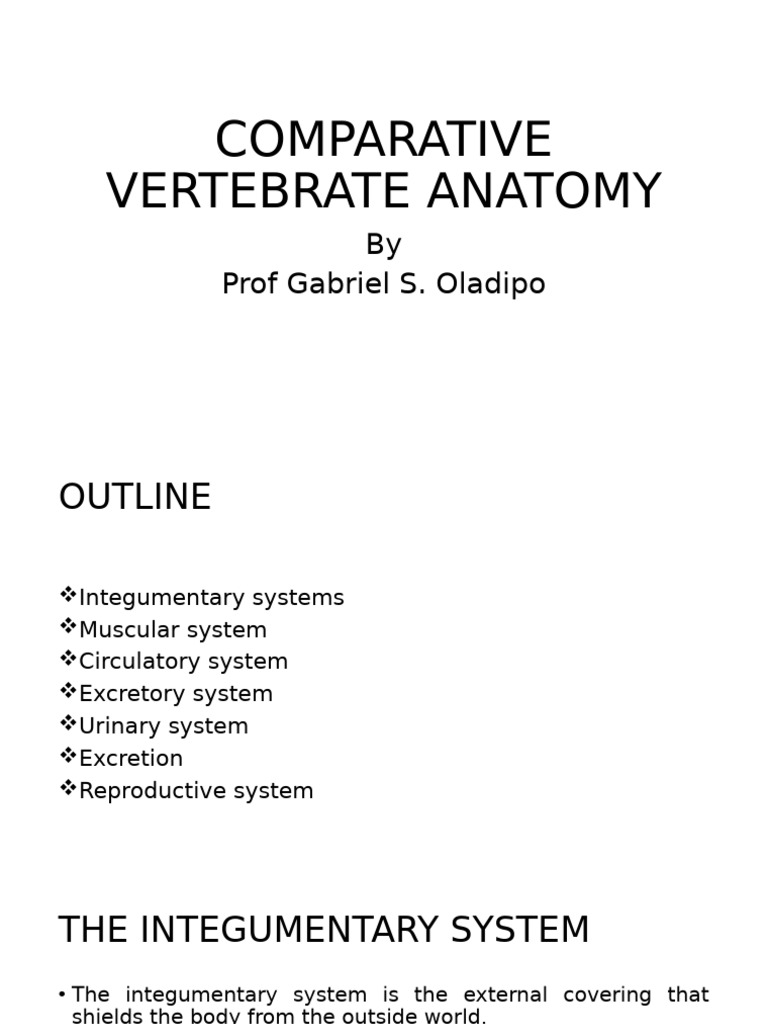COMPARATIVE VERTEBRATE ANATOMY PT 3 and 4 | PDF | Ovary | Aorta