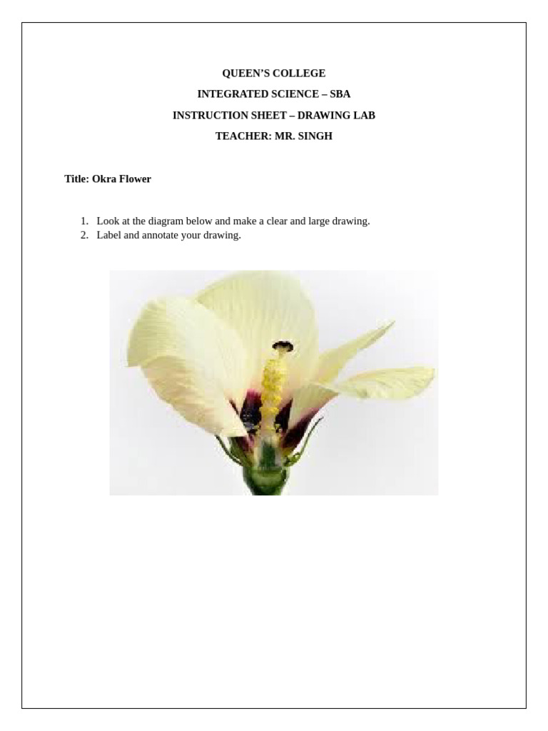 Drawing Lab - Okra Flower | PDF