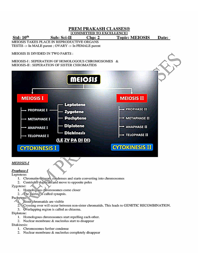 Meiosis Notes | PDF