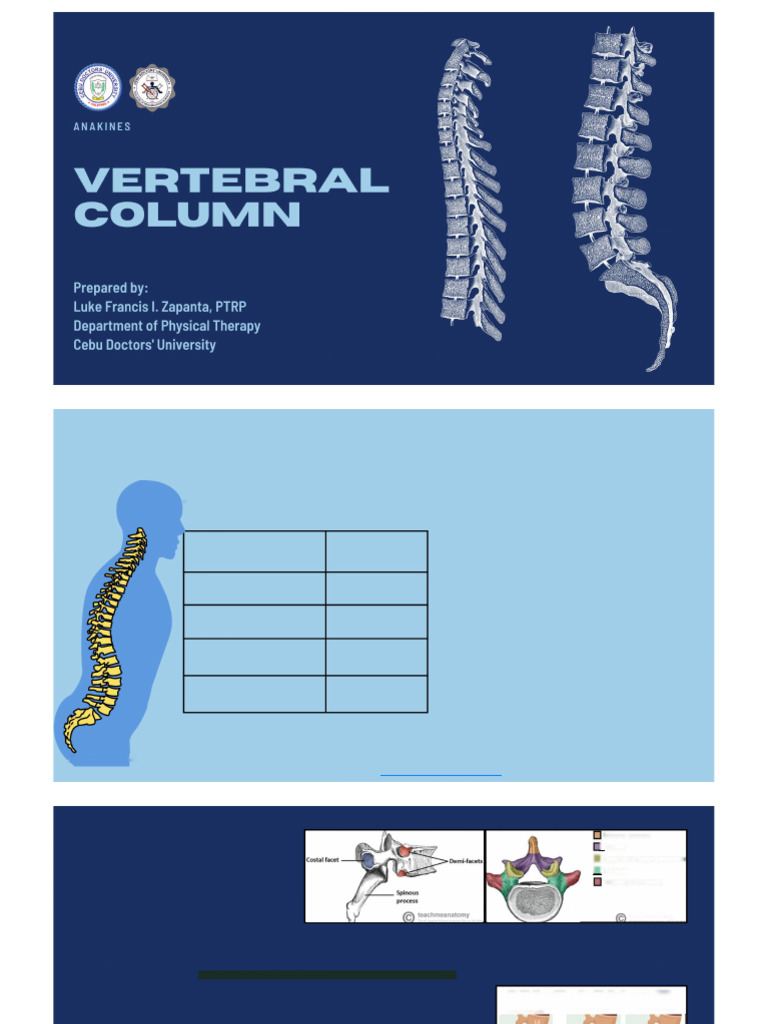 AnaKines Trunk and Vertebral Column | PDF | Vertebra | Vertebral Column