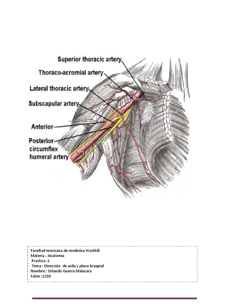 diseccion de axila | Articulación | Sistema musculoesquelético | Prueba ...