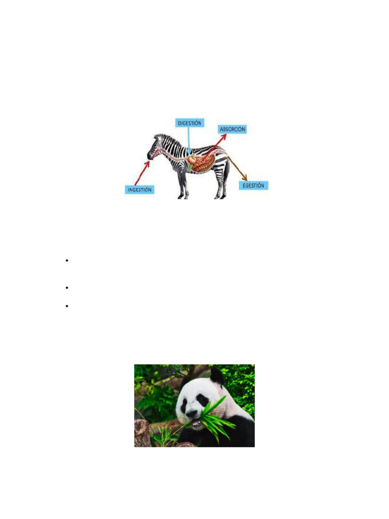 Entregable Nutricion Animal | PDF | Digestión | Rumiante