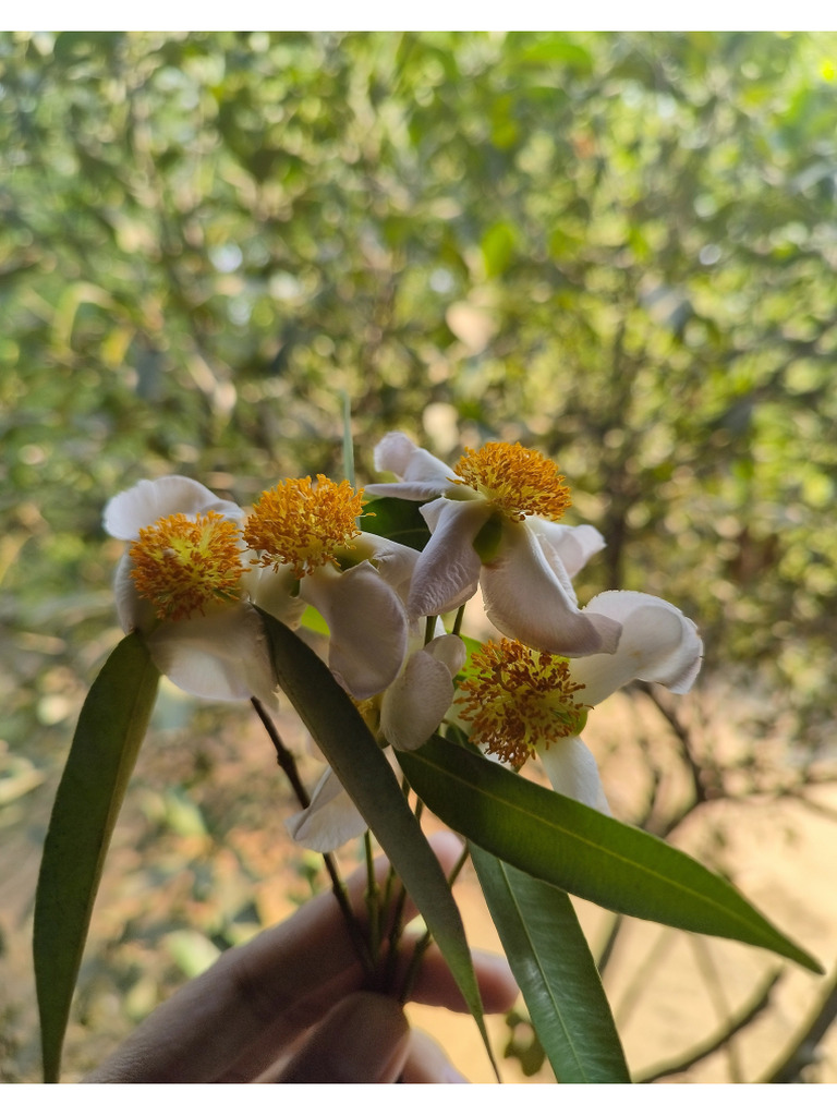 Burmese Flower | PDF