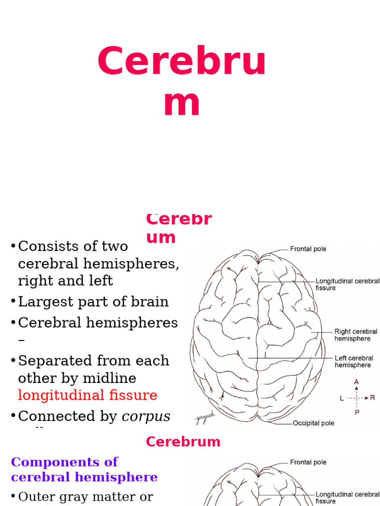 Cerebrum | PDF | Cerebrum | Cerebral Hemisphere