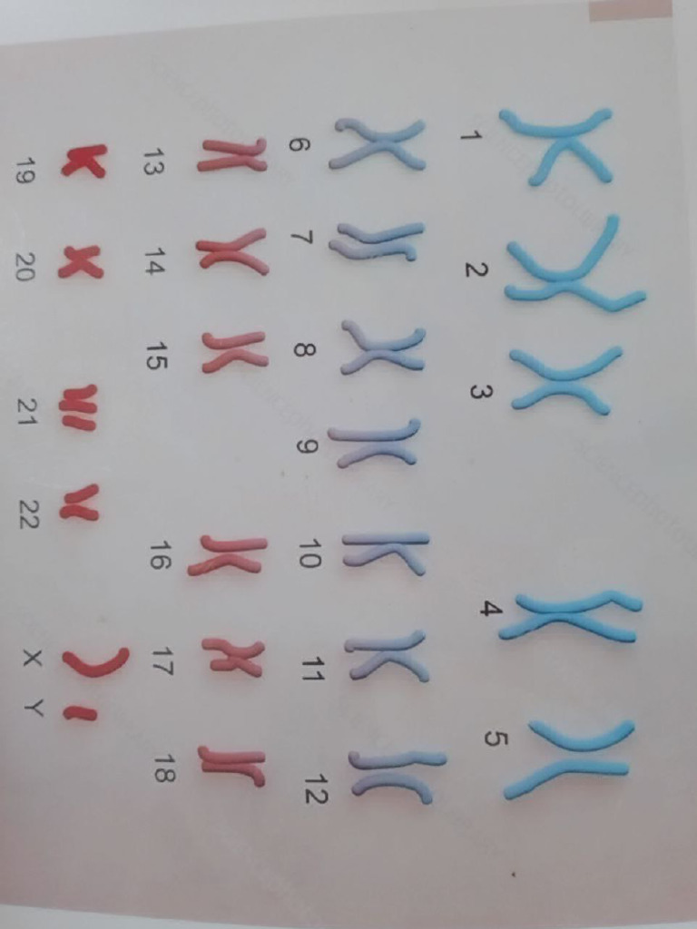 Genetics Charts | PDF