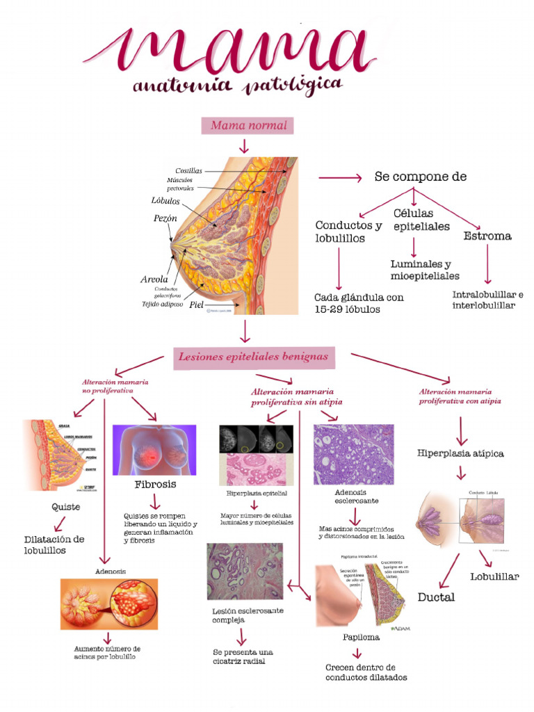 Anatomía de Mama | PDF