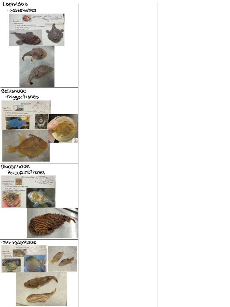 Vertebrate Zoology Lab 4 | PDF