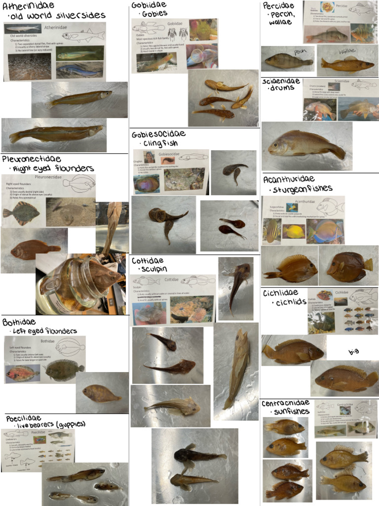 Vertebrate Zoology Lab 3 | PDF