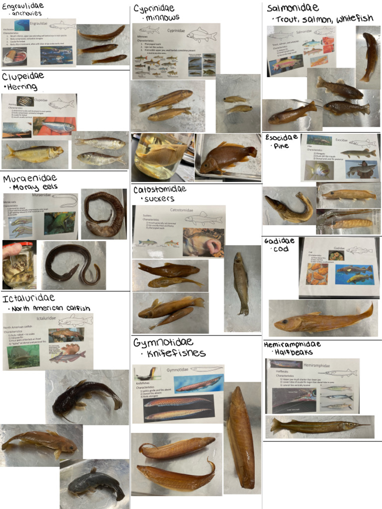 Vertebrate Zoology Lab 2 | PDF