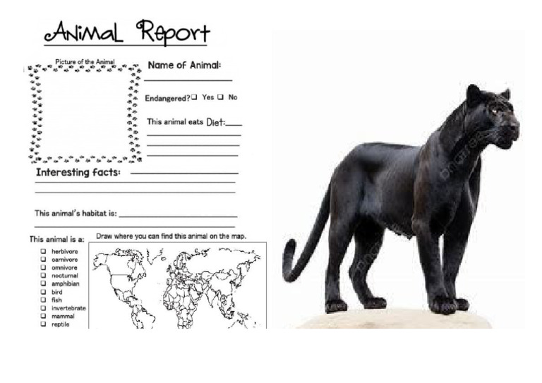 Animal Report | PDF