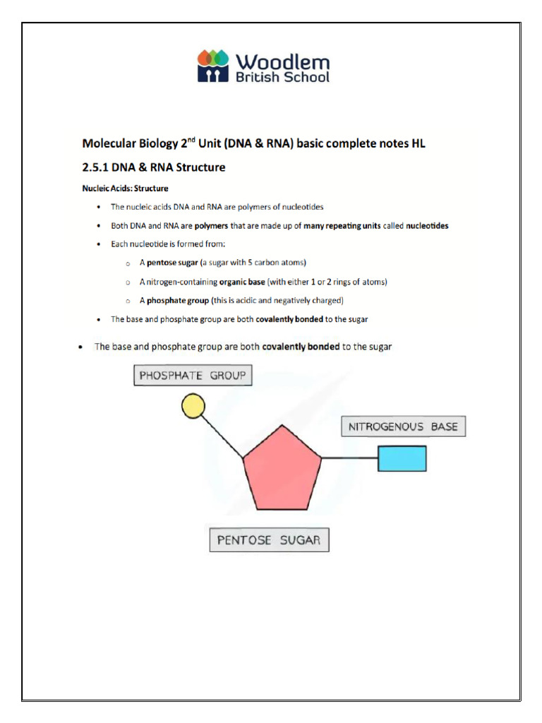 DNA STRUCTURE - PROTEIN SYNTHESIS - NOTES Doc4 | PDF