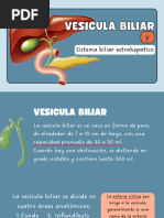 Anatomía y Clasificación del Colédoco | PDF | Vesícula biliar ...