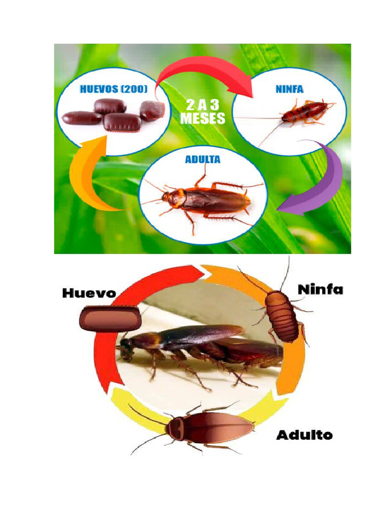 Ciclo de Vida Cucaracha | PDF