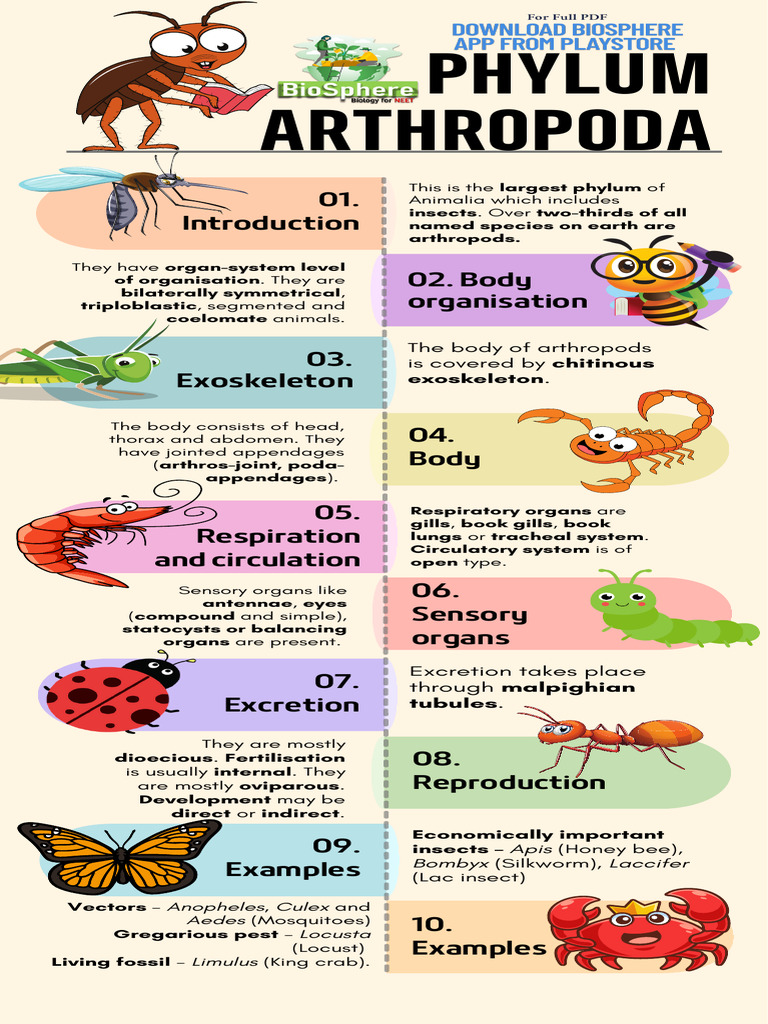 Animal Kingdom Arthropoda Infographics | PDF