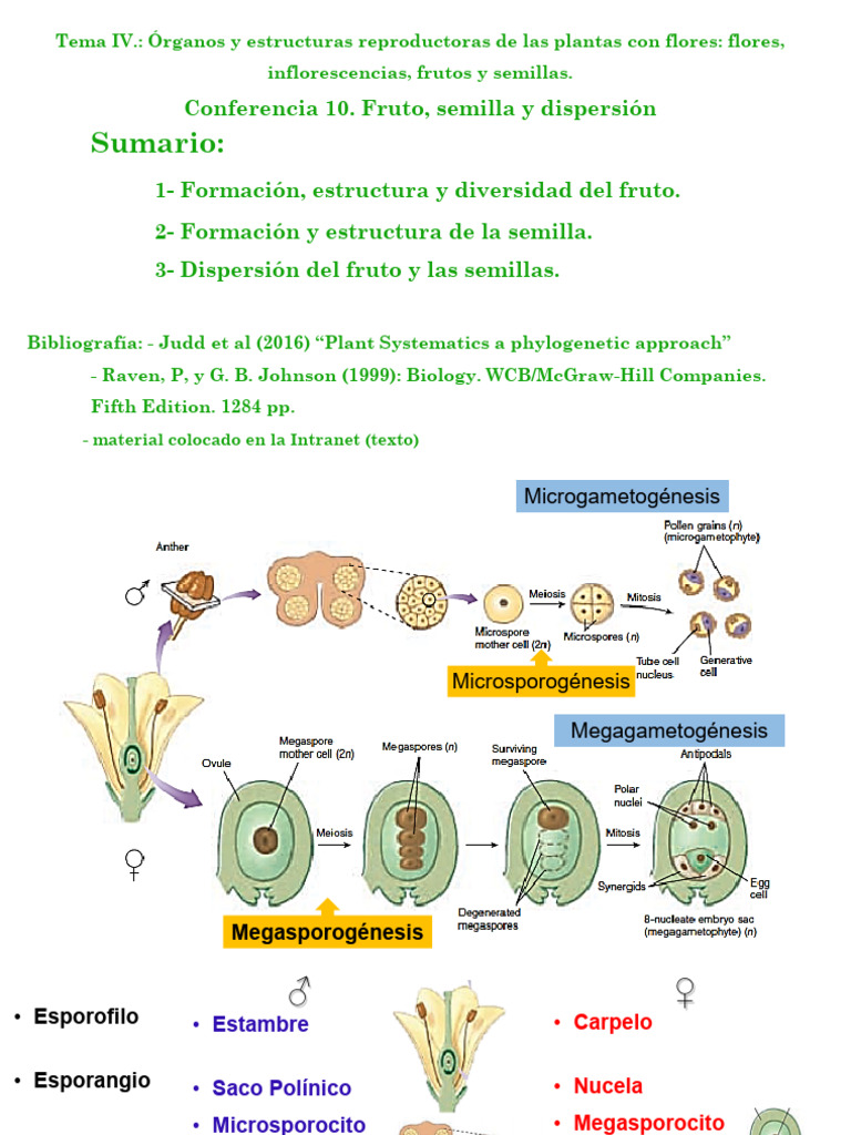 Formación y Estructura del Fruto | PDF | Embrión | Flores