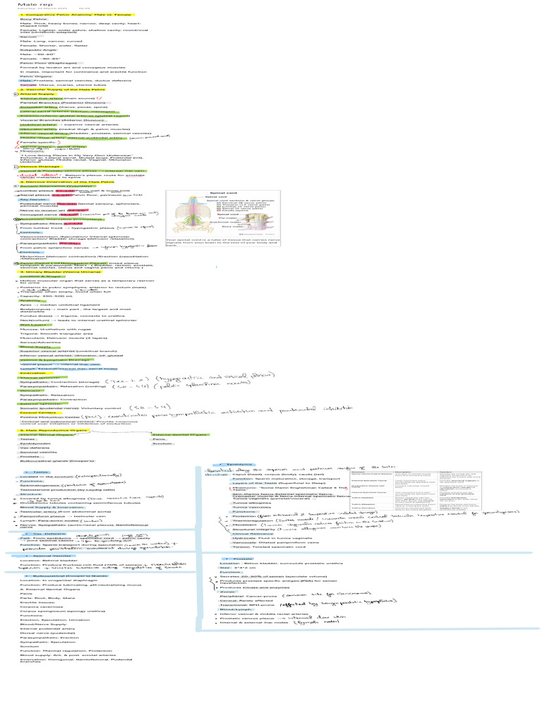 Male Reproductive System Pdf Testicle Pelvis