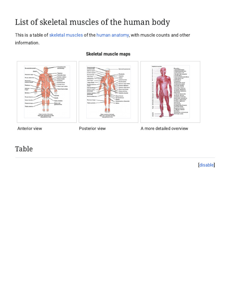 List of Skeletal Muscles of The Human Body - Wikipedia | PDF | Vertebra ...