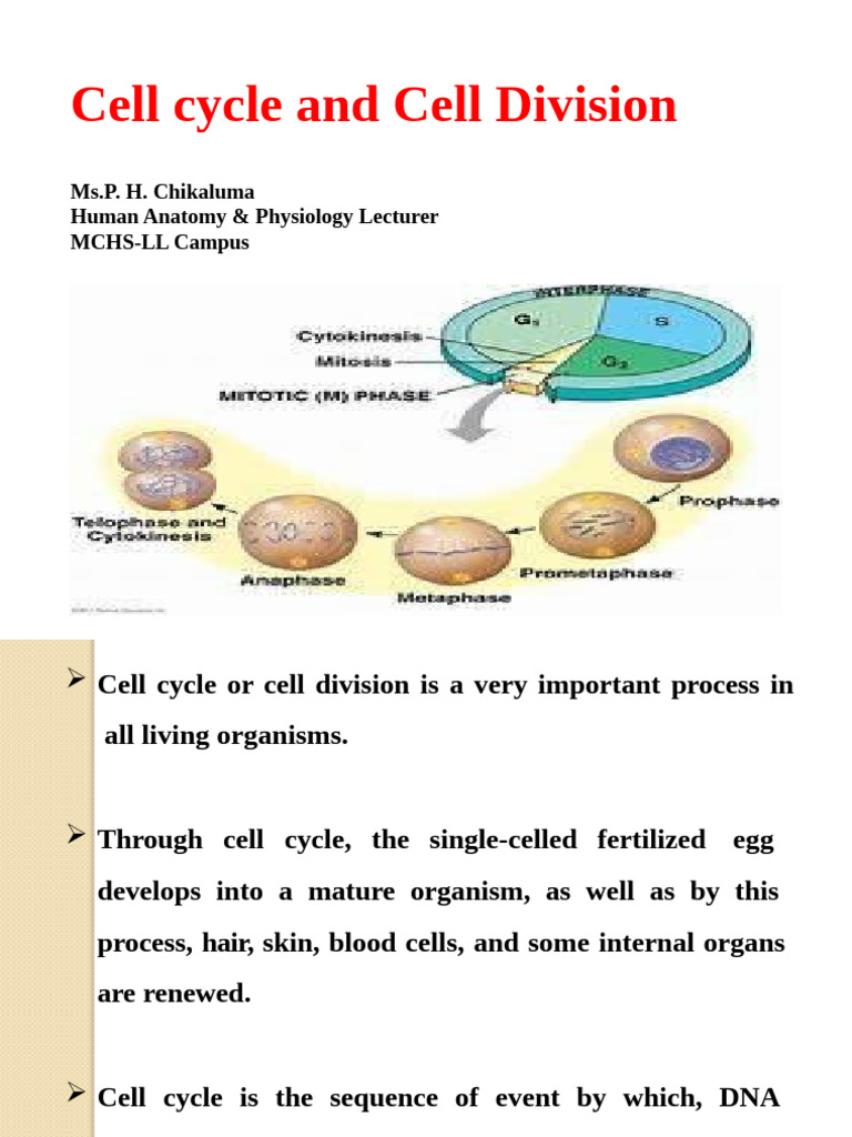 Cell Cycle Mitosis & Meiosis | PDF | Meiosis | Mitosis