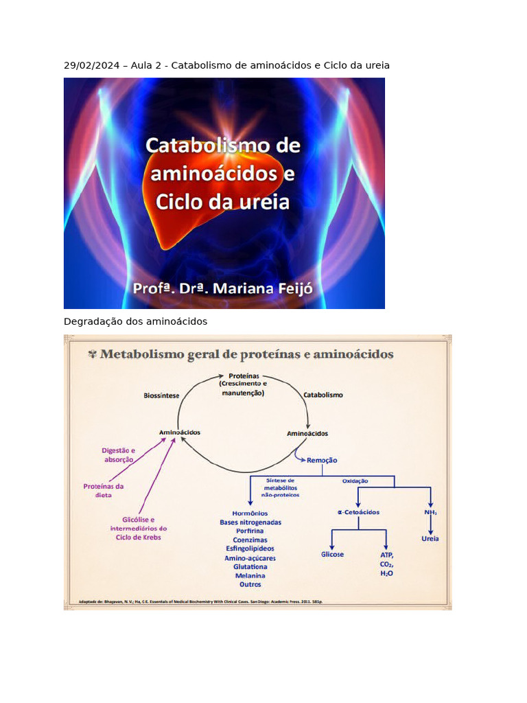 2-Catabolismo de Aminoácidos e Ciclo Da Ureia | PDF | Aminoácido ...