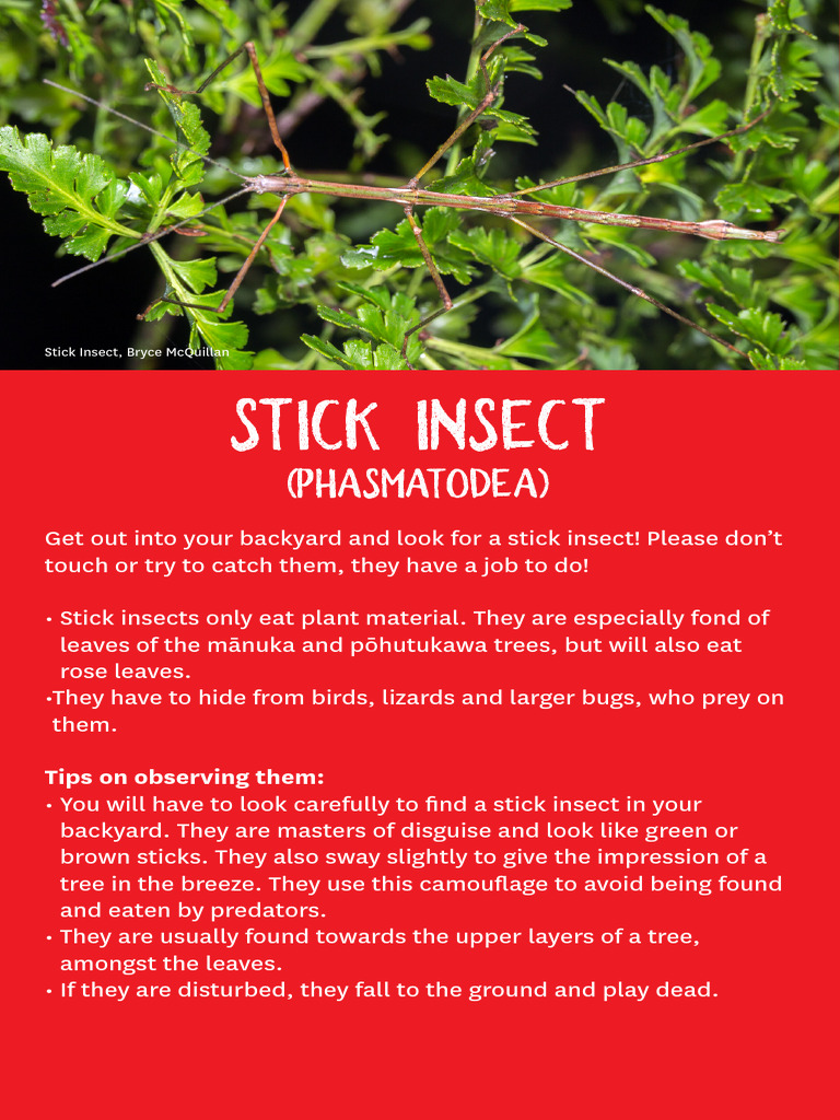 Observing Backyard Stick Insects | PDF
