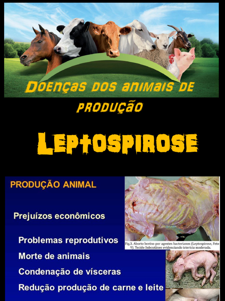 Aula Leptospirose | PDF