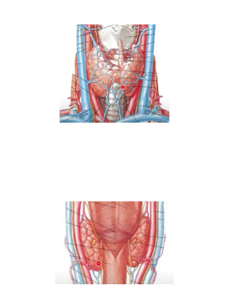 Anatomia de Organos | PDF