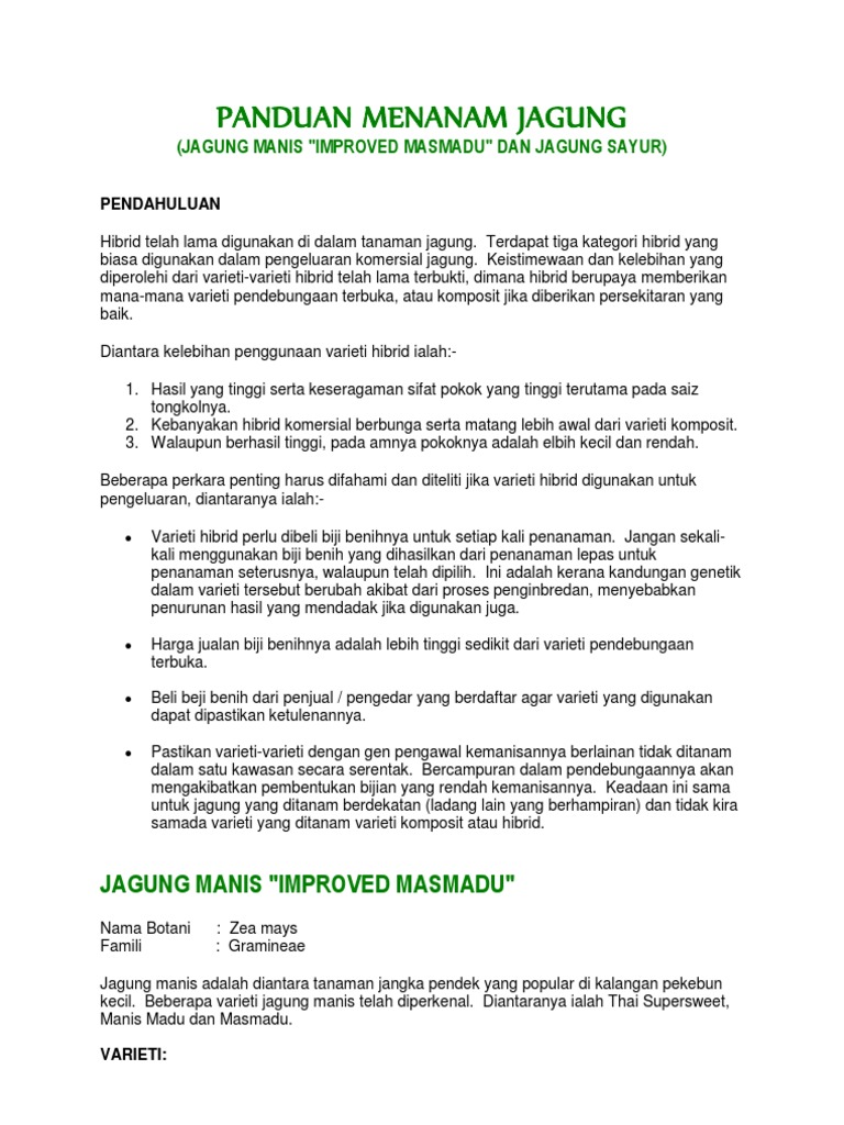 Panduan Menanam Jagung | PDF