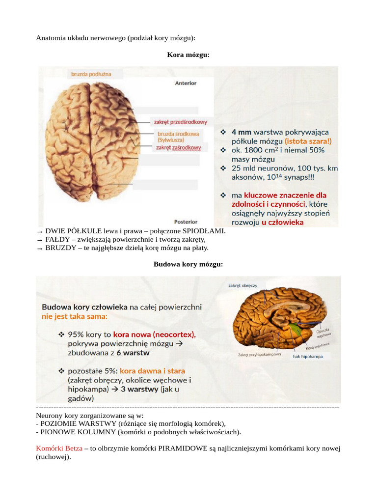 Kory Mózgu - Anatomia OUN | PDF