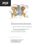 Anatomi dan Fungsi Pelvis Manusia | PDF