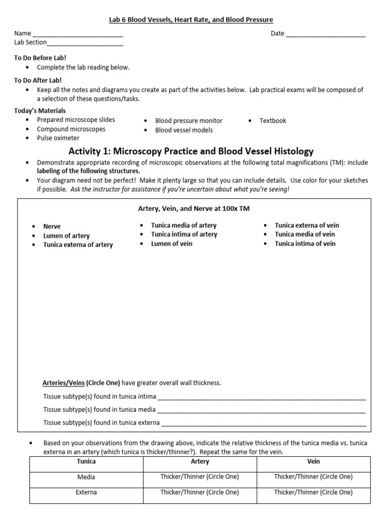 Lab 6 Blood Vessels, Heart Rate, and Blood Pressure | PDF | Blood ...