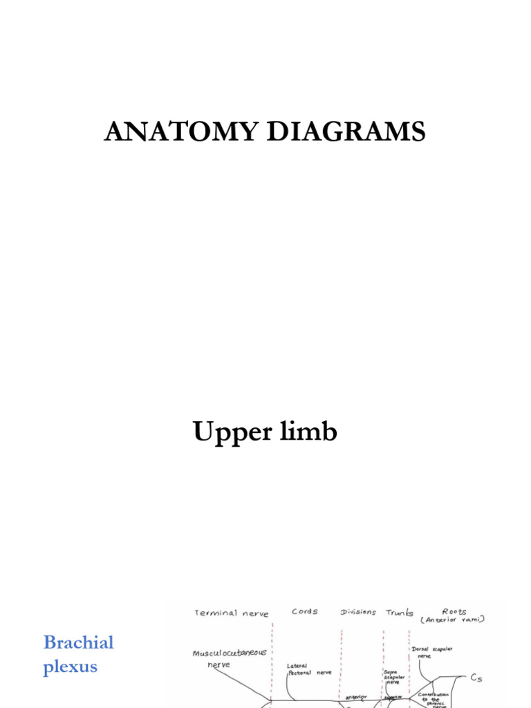 Detailed Anatomy Diagrams Overview | PDF